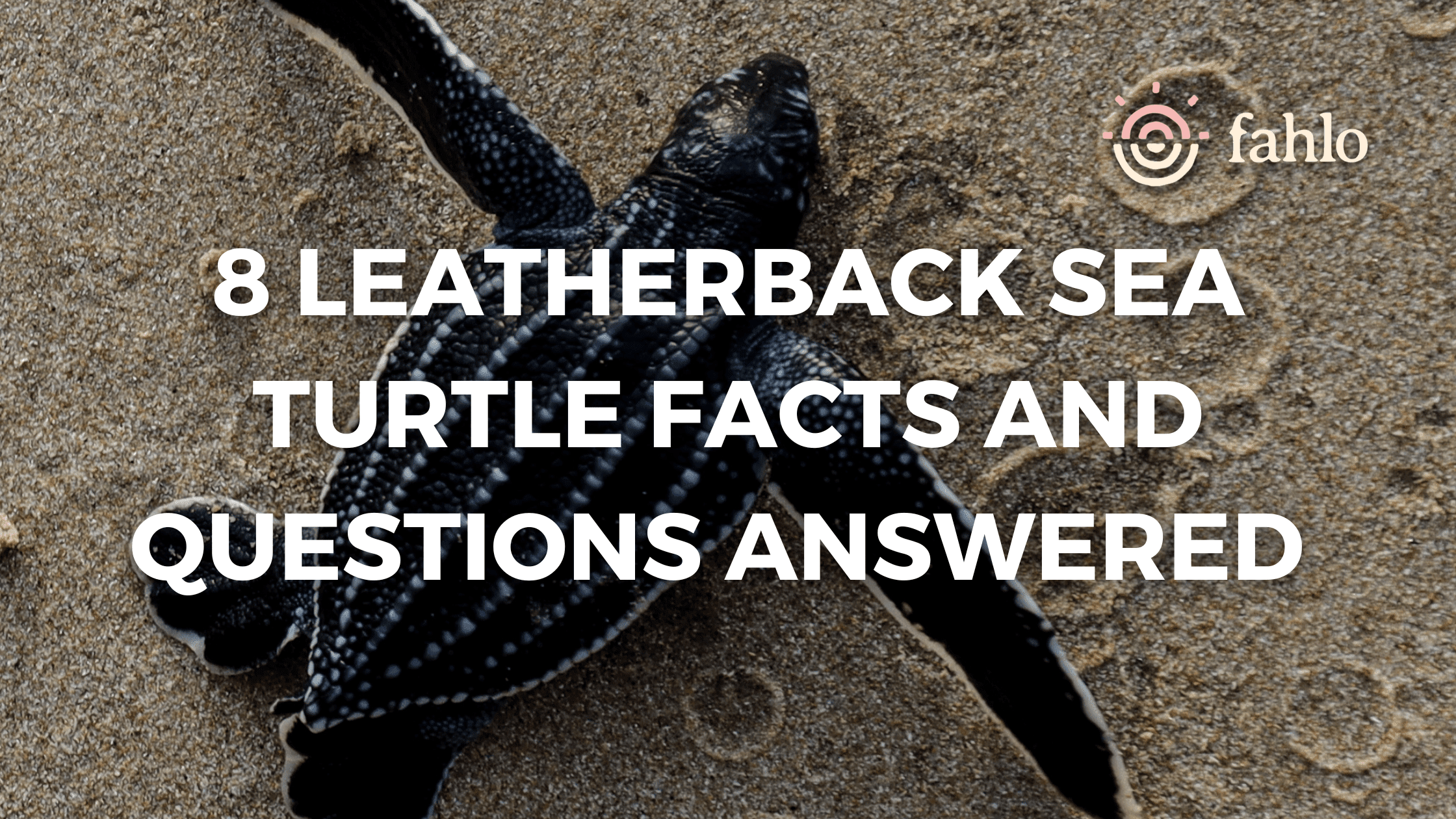 8 Leatherback Sea Turtle Facts And Questions Answered | Fahlo