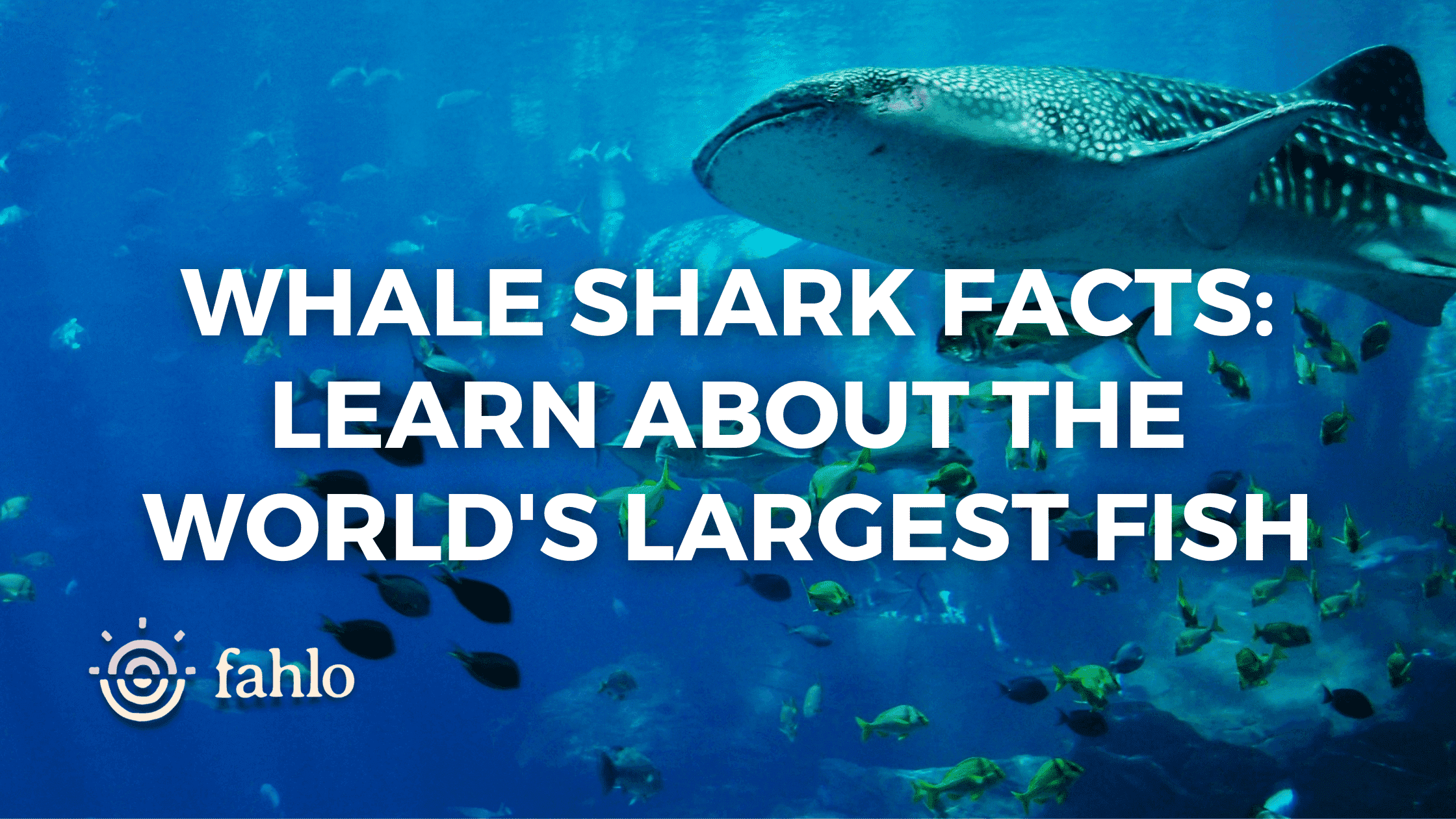 10 Whale Shark Facts: Learn About The World's Largest Fish | Fahlo