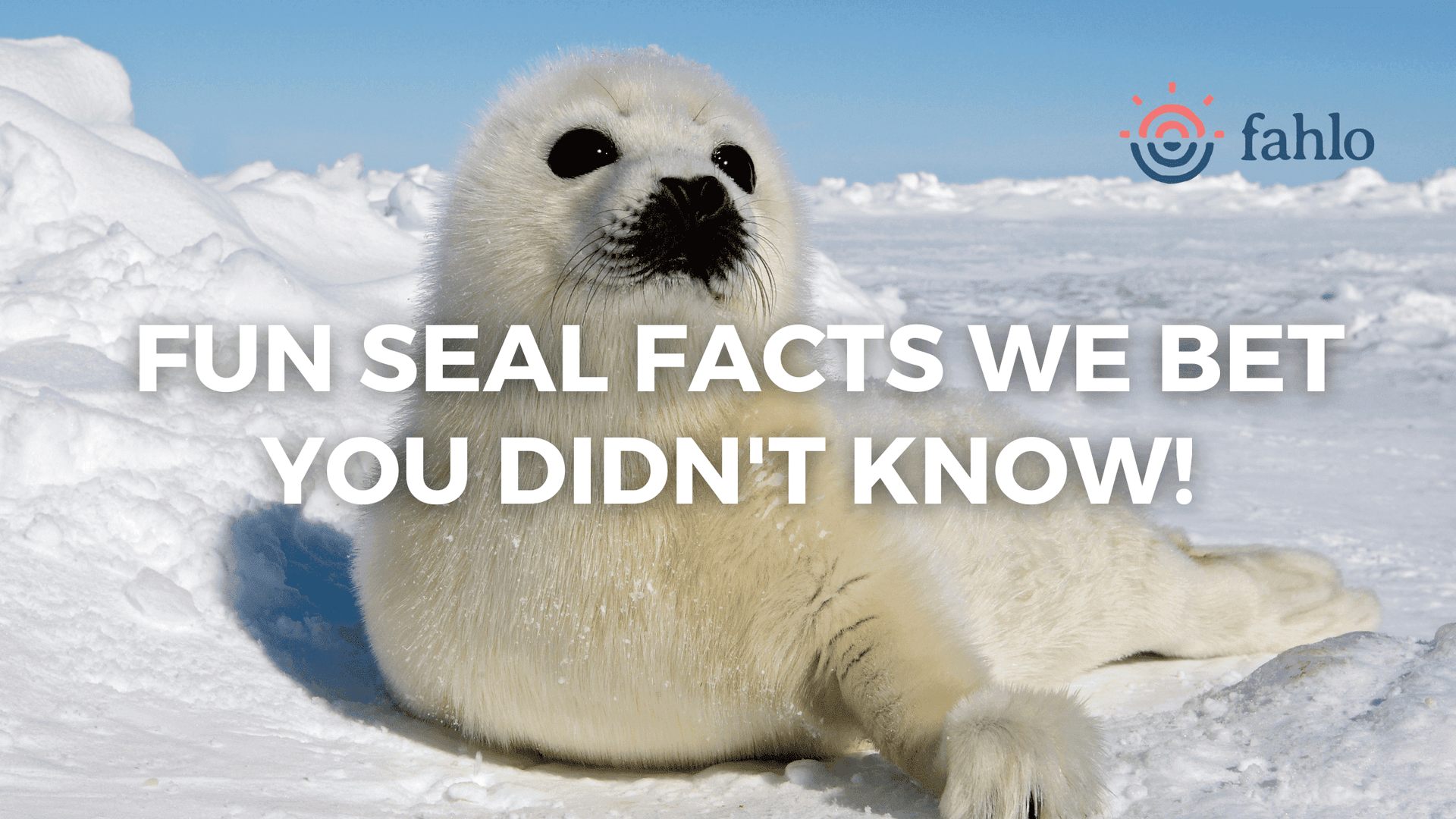 seal factfile