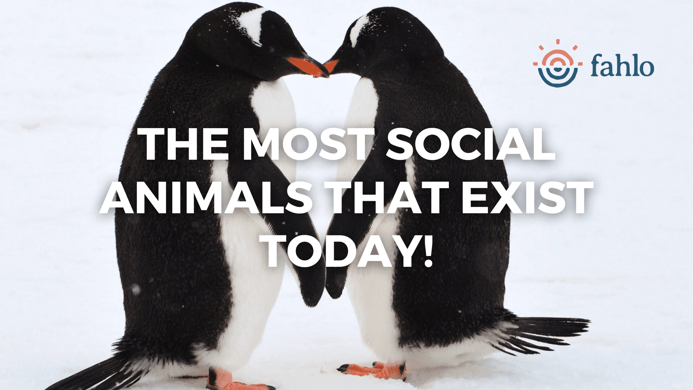 The 12 Most Social Animals That Exist Today! | Fahlo