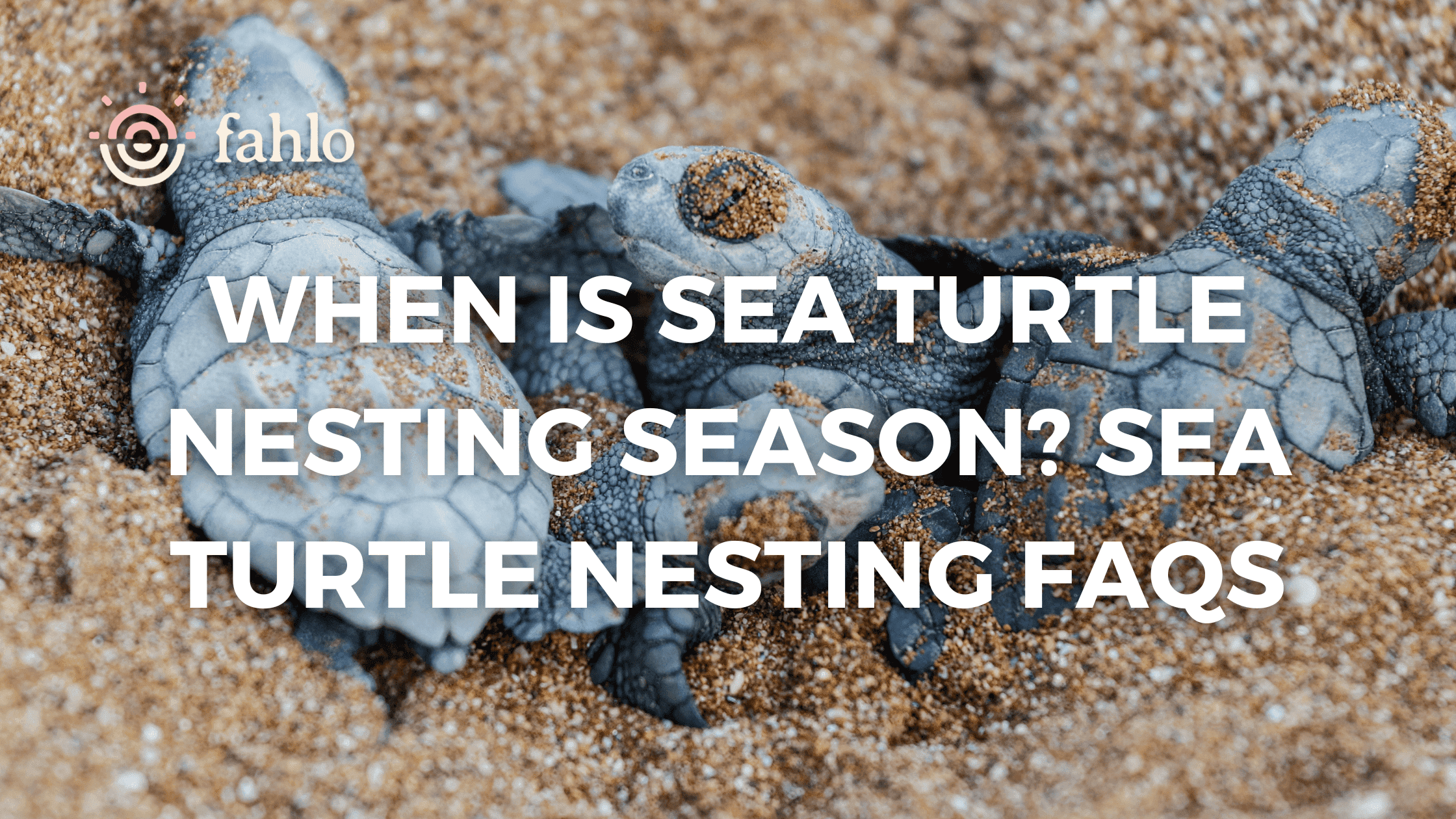 When Is Sea Turtle Nesting Season? Sea Turtle Nesting FAQs | Fahlo