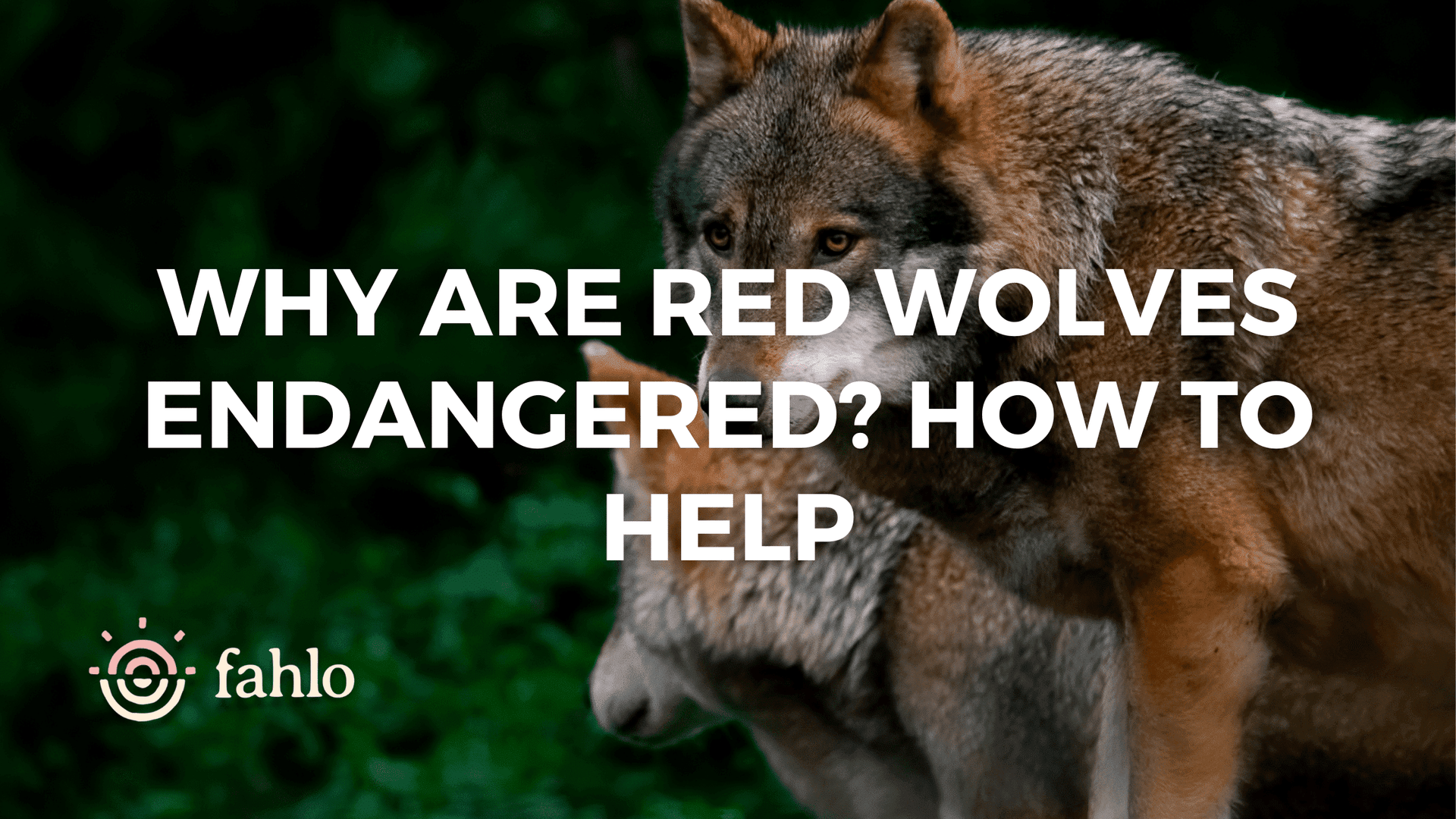are red wolves aggressive