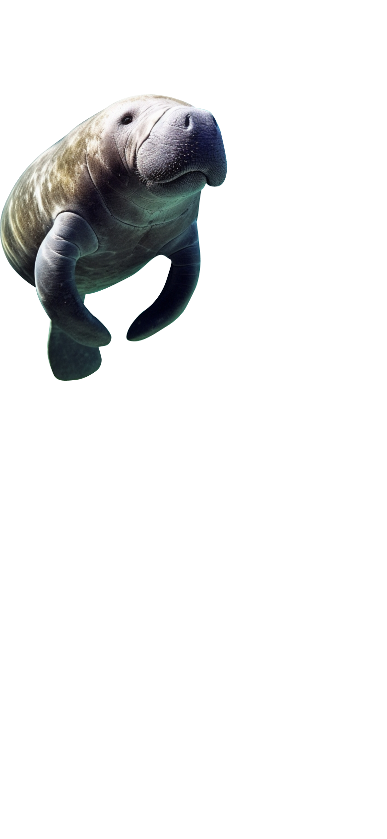 Fahlo | Animal Tracking Bracelets