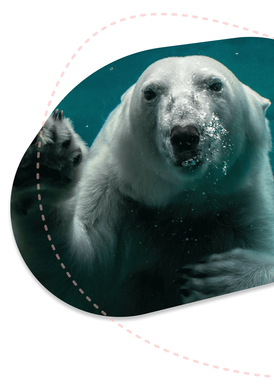 Fahlo | Animal Tracking Bracelets