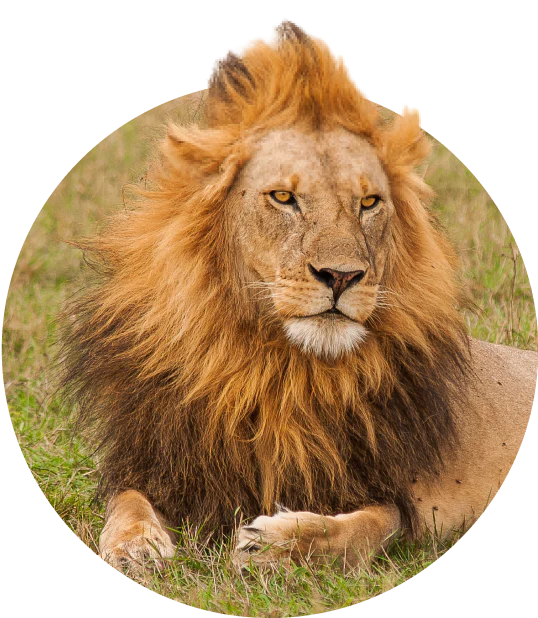 Lion Tracking Bracelet | The Excursion Bracelet | Fahlo